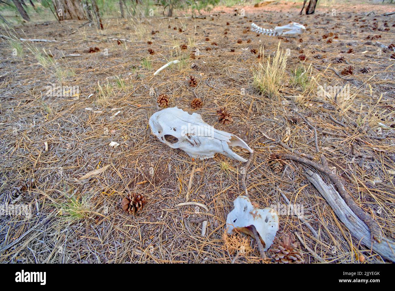 Old decayed bones of an animal that died in Grand Canyon National Park ...
