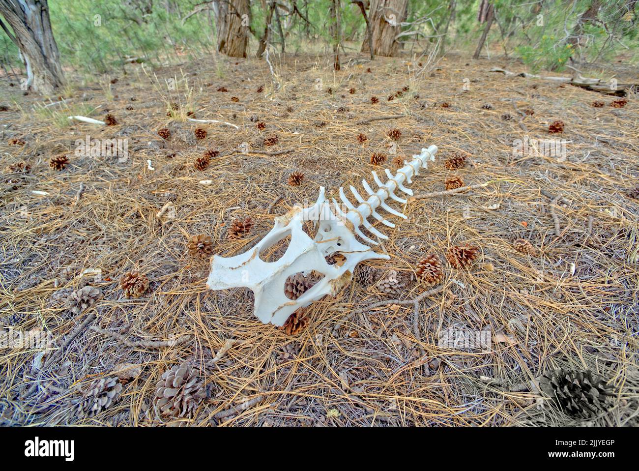 Old decayed bones of an animal that died in Grand Canyon National Park ...