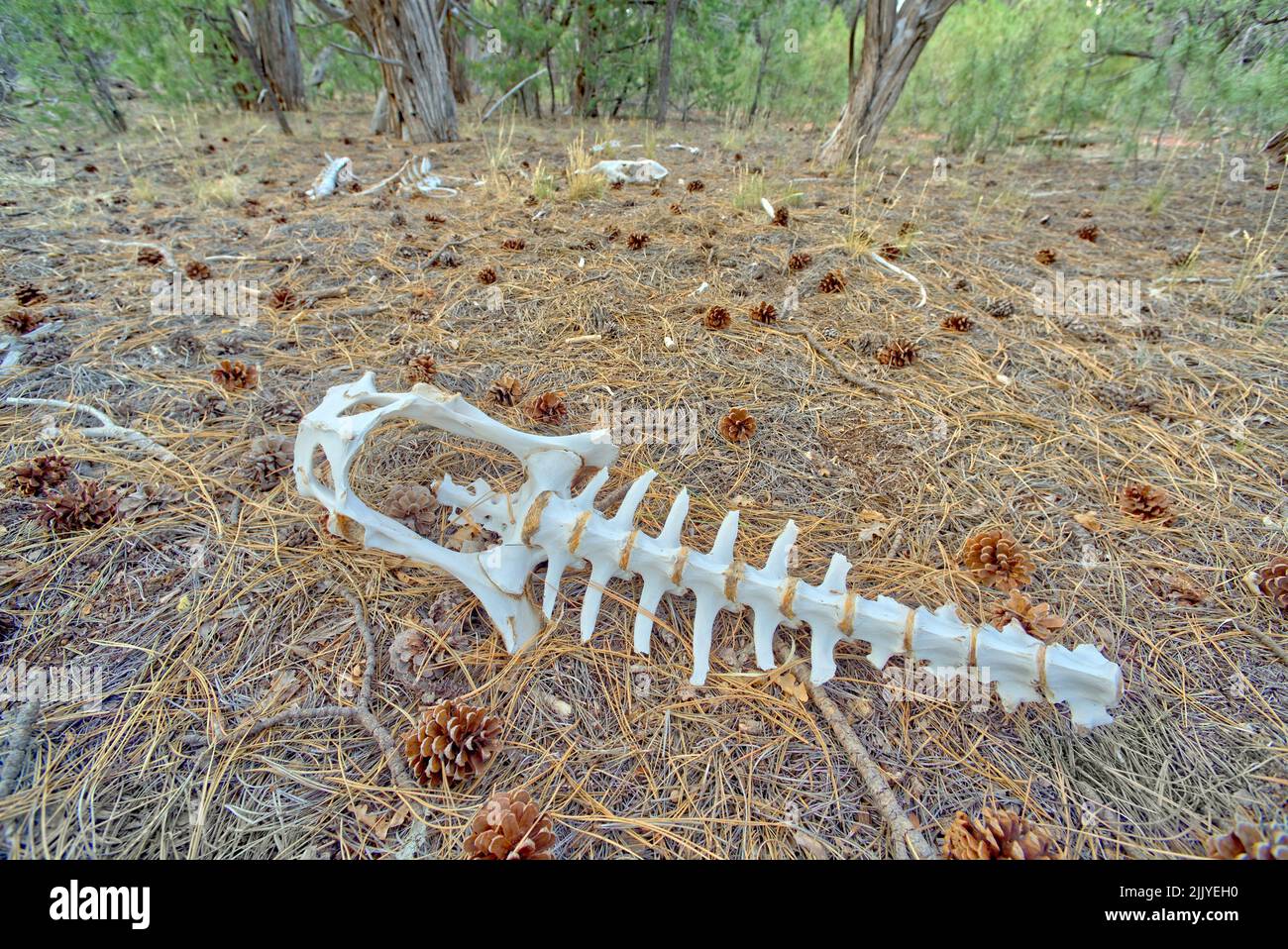 Old decayed bones of an animal that died in Grand Canyon National Park ...