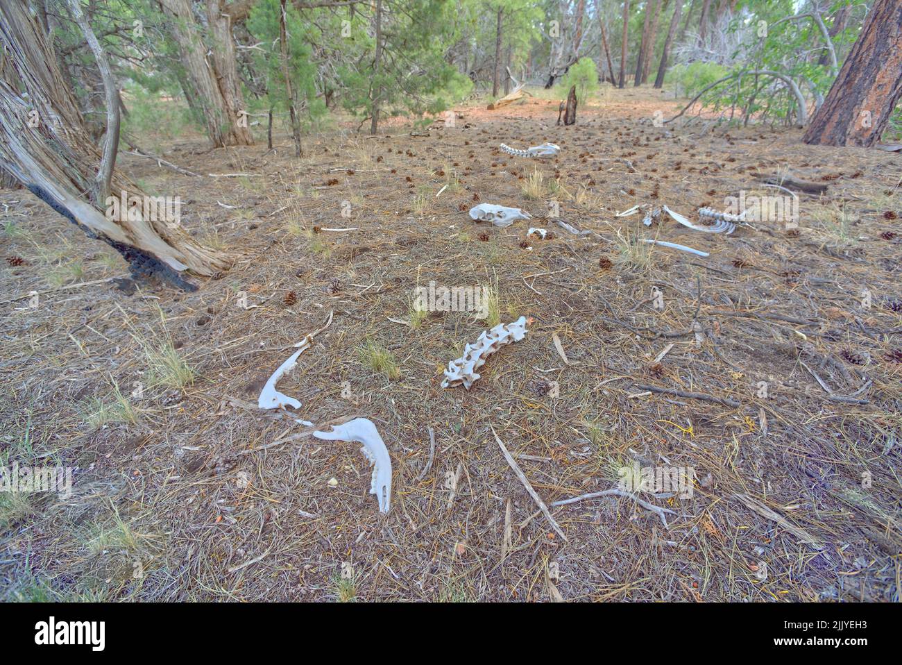 Old decayed bones of an animal that died in Grand Canyon National Park ...