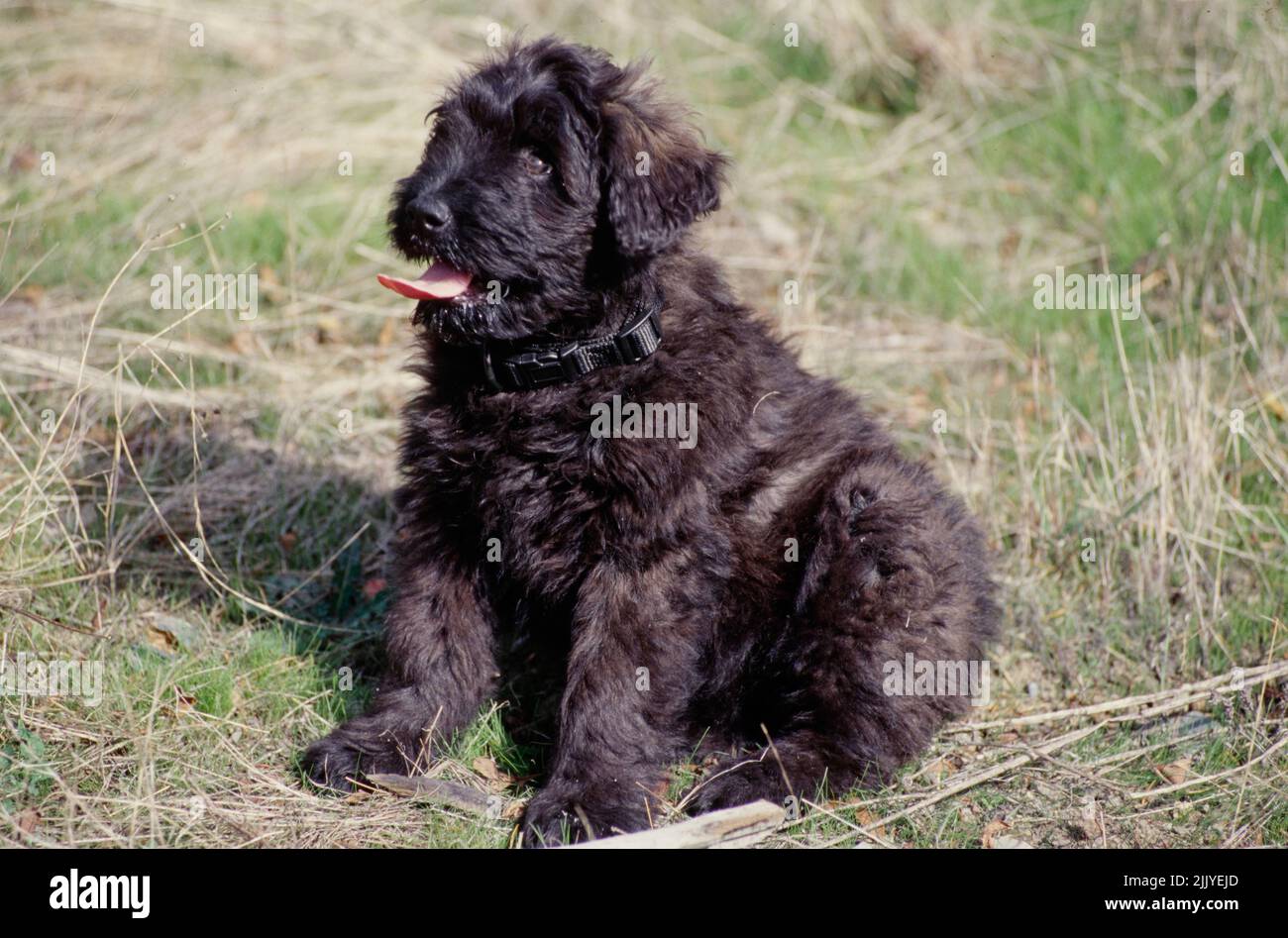Bouvier puppy hi-res stock photography and images - Alamy