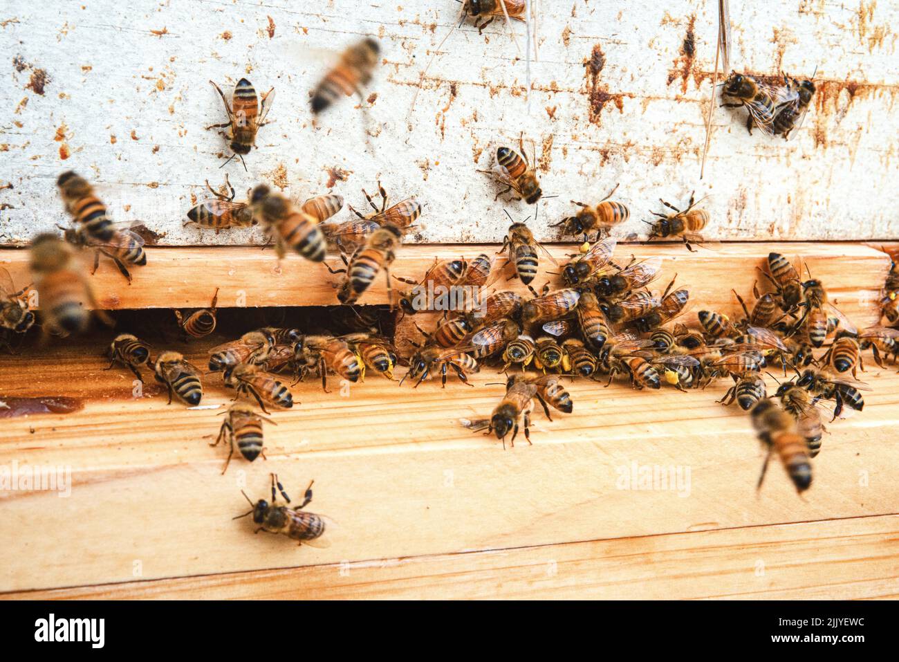 Beehive honey bees flying crawling hi-res stock photography and images ...