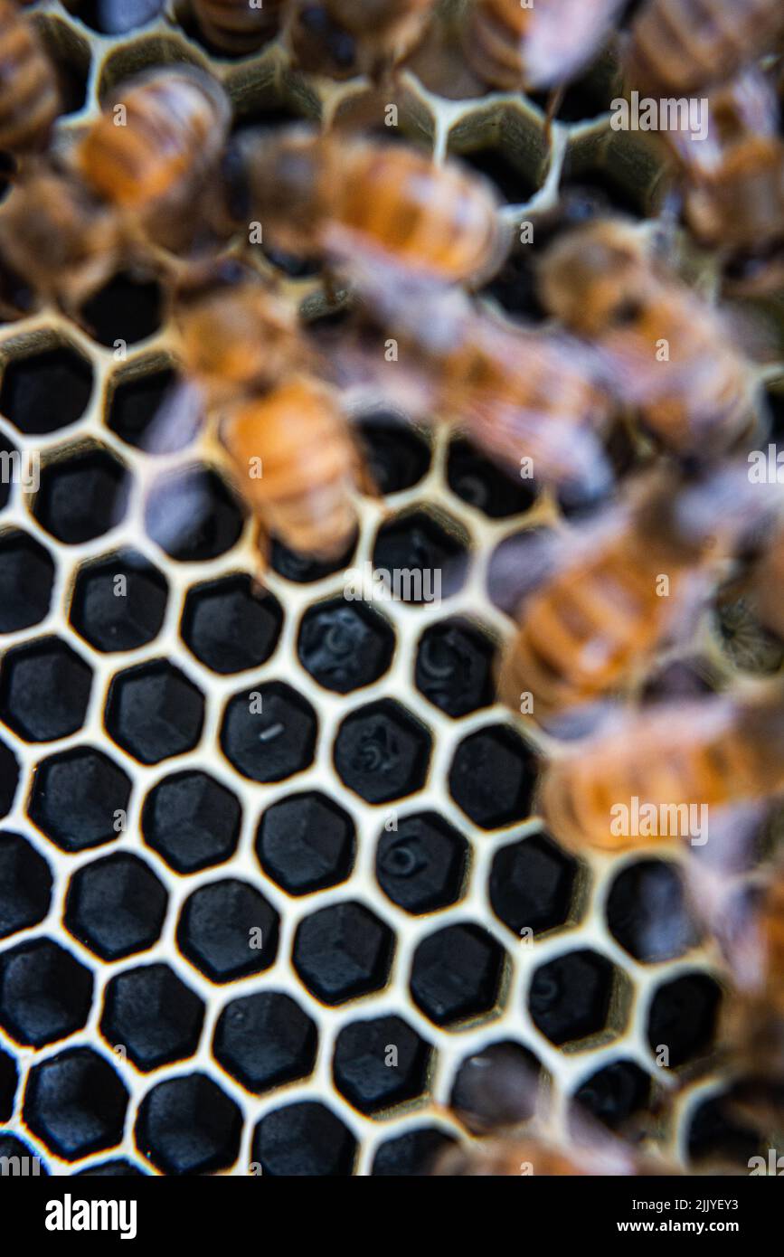 Nurse bees hi-res stock photography and images - Alamy