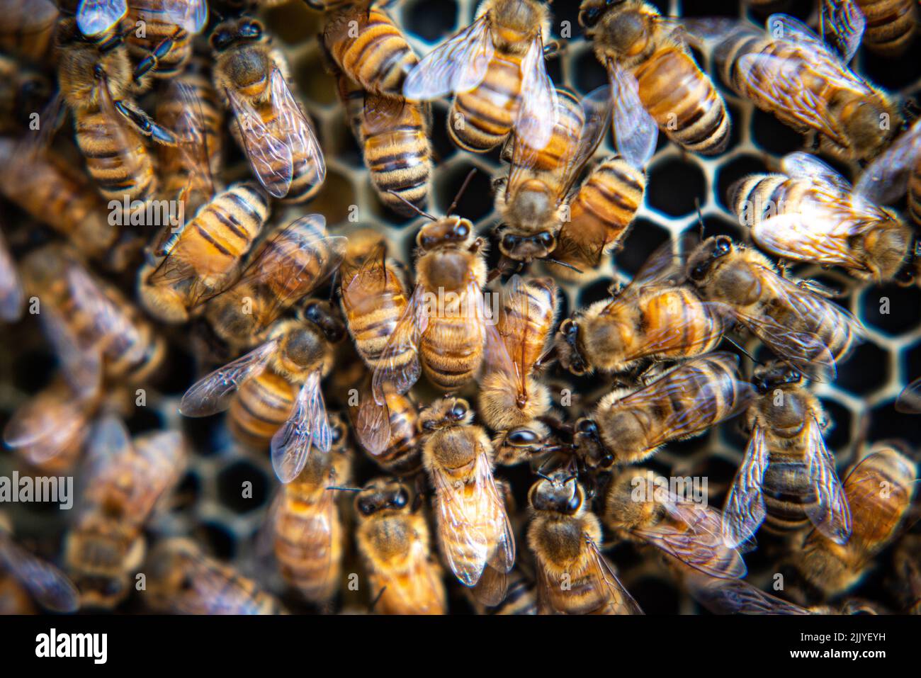 Honeybees taking care of bee brood in beehive Stock Photo - Alamy