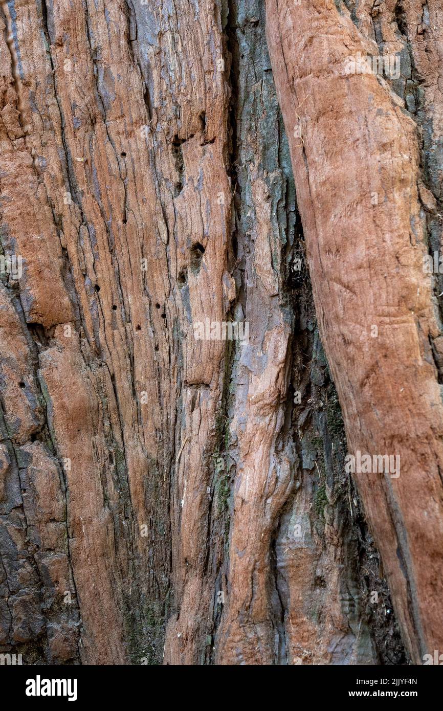 The bark of a coastal redwood,Sequoiadendron giganteum, showing signs ...