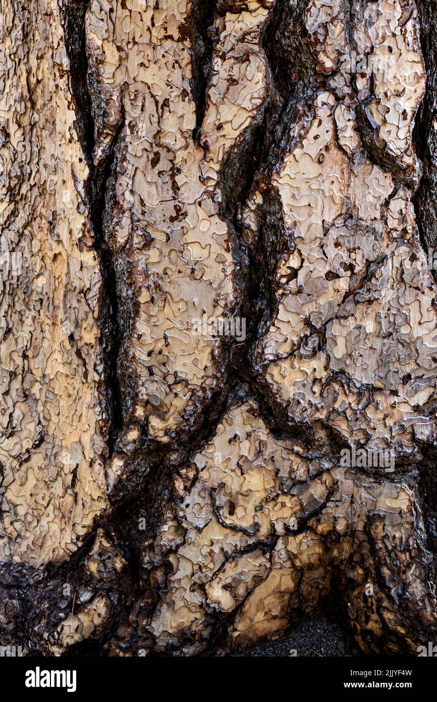 The bark of the Ponderosa Pine, Pinus ponderosa - texture or background ...