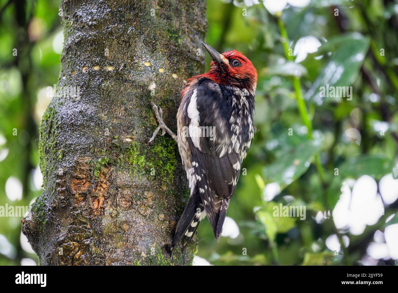 A sap sucker bird poses for a picture on a tree Stock Photo - Alamy