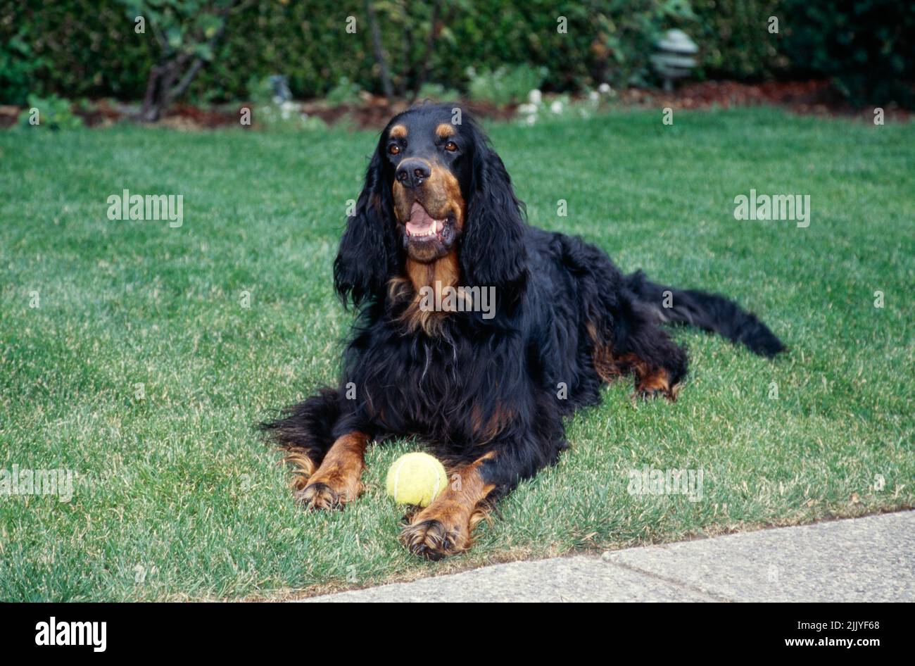Ball setter hi-res stock photography and images - Alamy