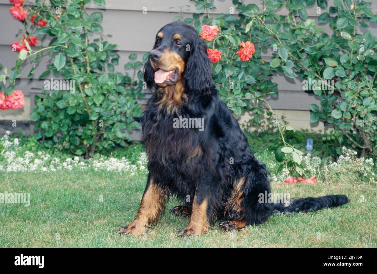 Gordon Setter sitting in grass in front of plants with red flowers ...