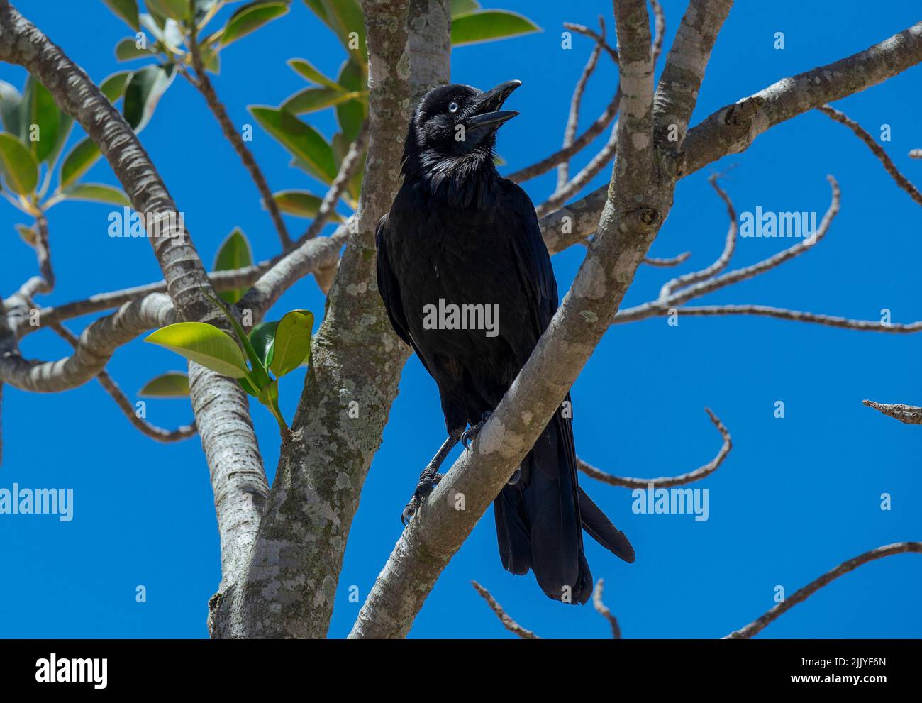 An Australian Raven (Corvus coronoides) perched on a tree in Sydney ...