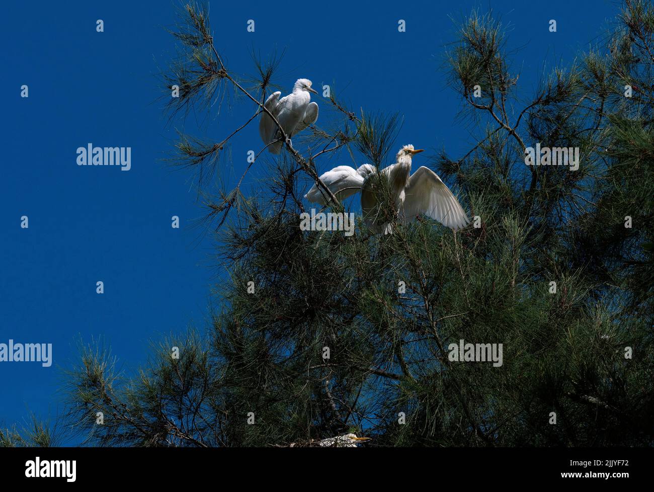 Two Cattle Egrets (Bubulcus ibis) perching on the branch of a tree in ...