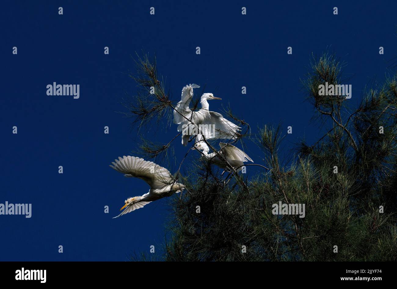 Cattle Egrets (Bubulcus ibis) perching on the branch of a tree in ...