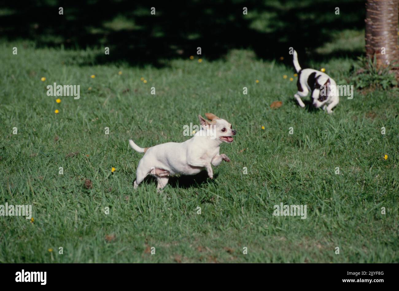 Chihuahuas running in grass Stock Photo - Alamy