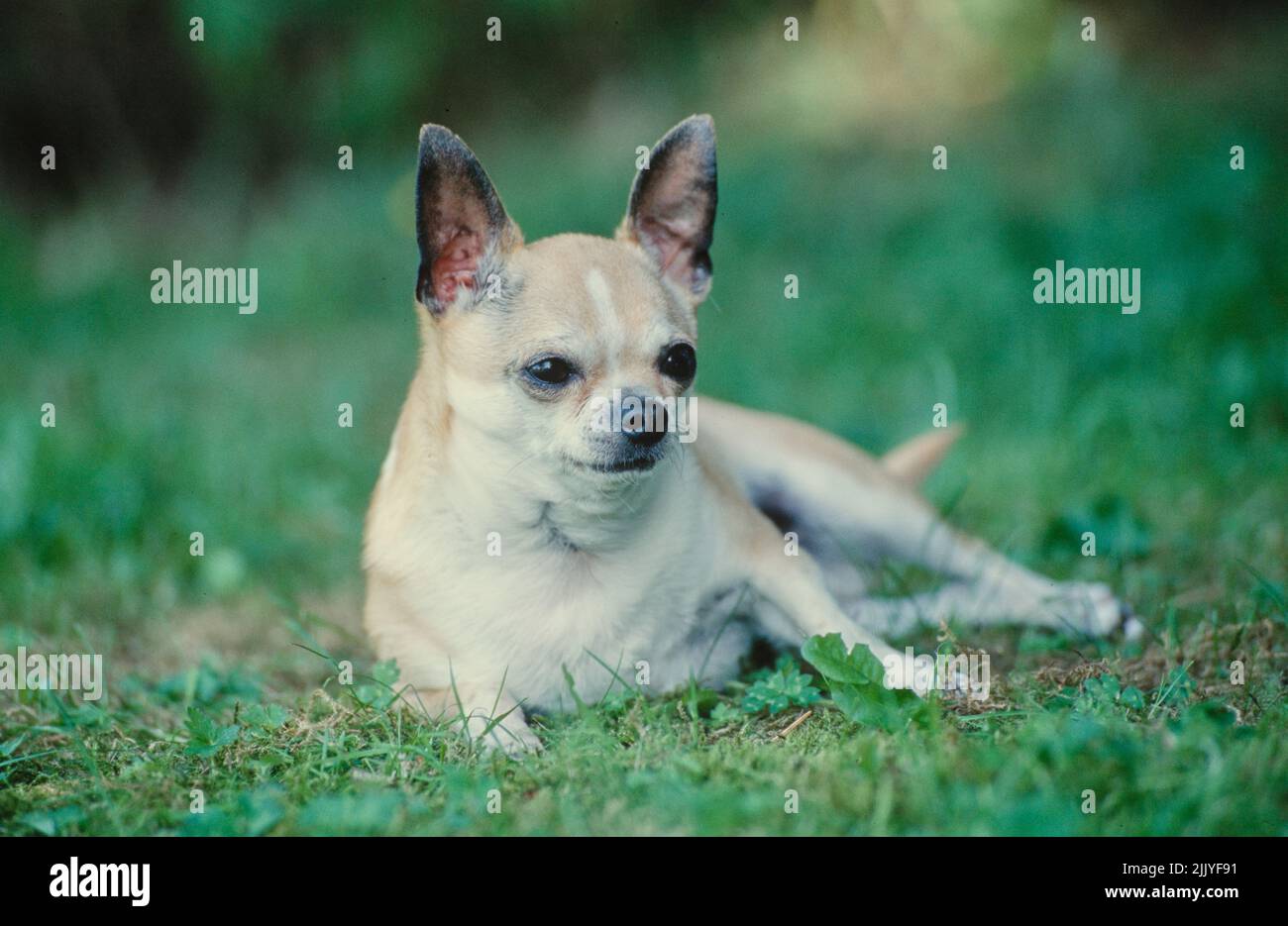 Chihuahua laying in grass Stock Photo - Alamy