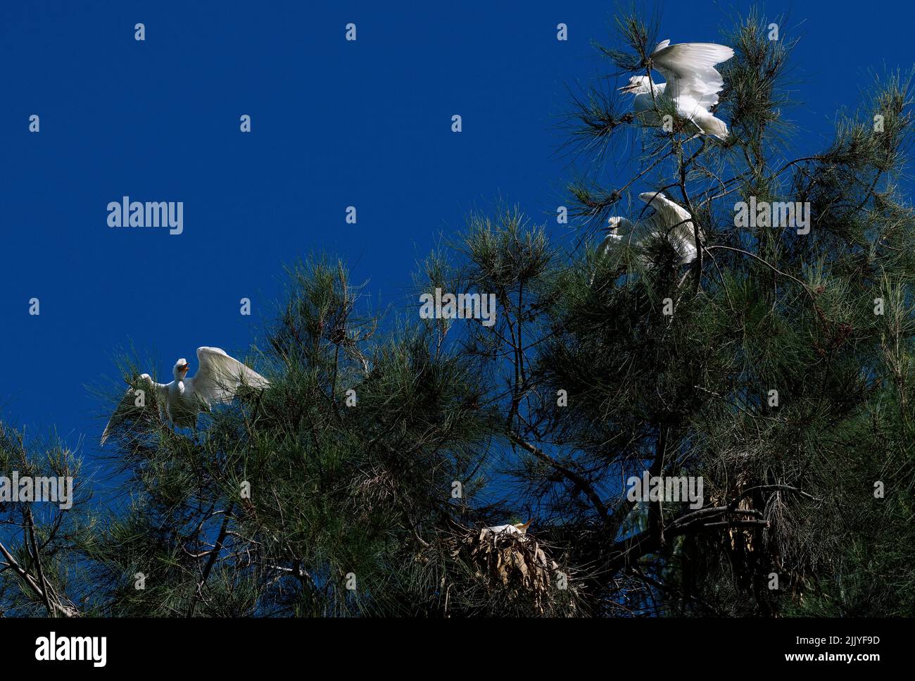 Cattle Egrets (Bubulcus ibis) perching on a tree in Sydney, NSW ...