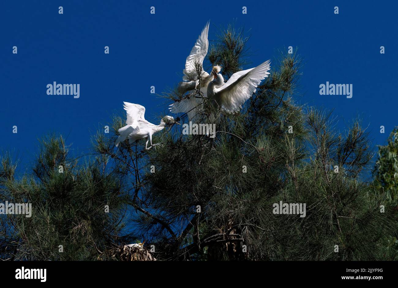 Cattle Egrets (Bubulcus ibis) perching on the branch of a tree in ...