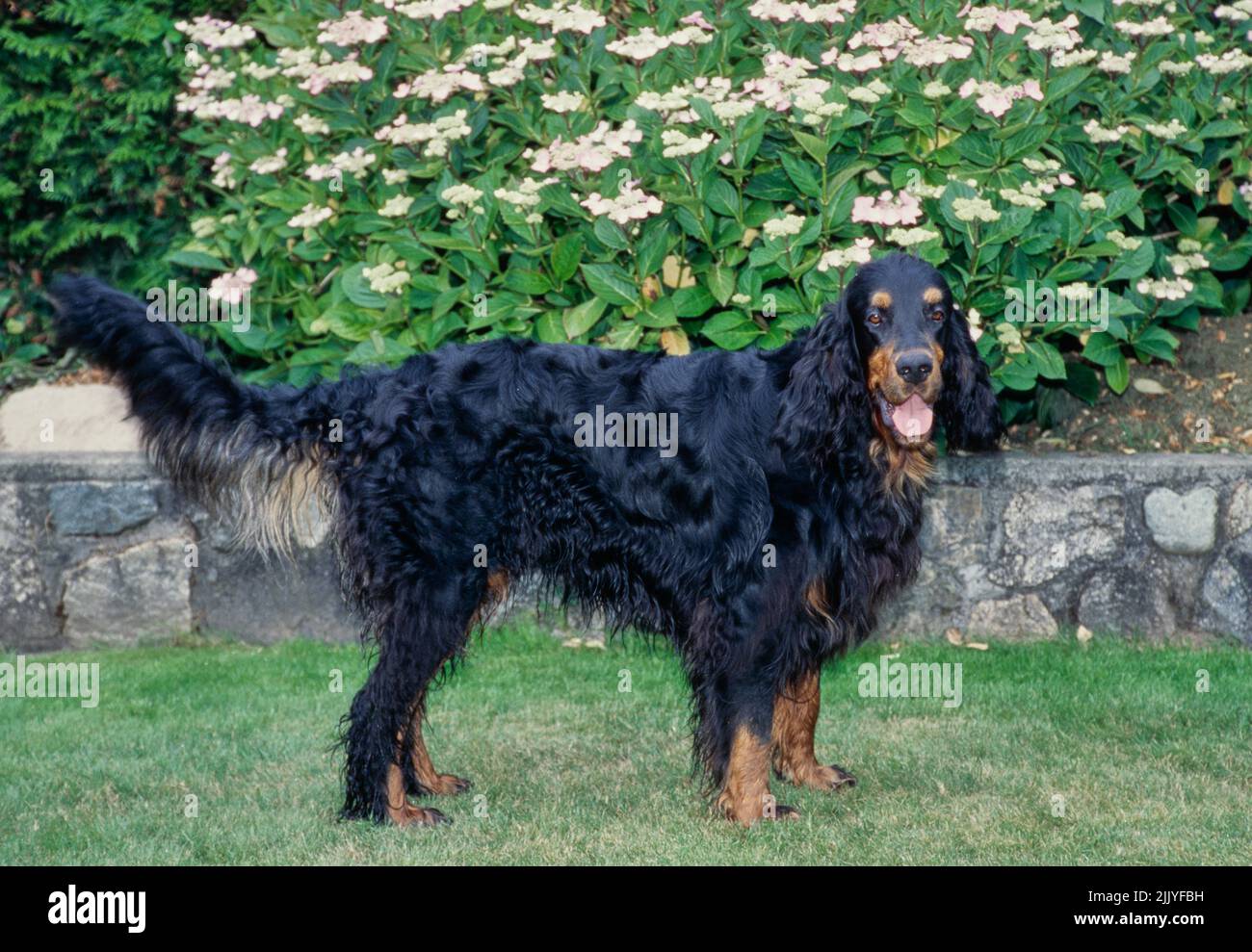 Gordon Setter standing in grass in front of plant with white flowers ...