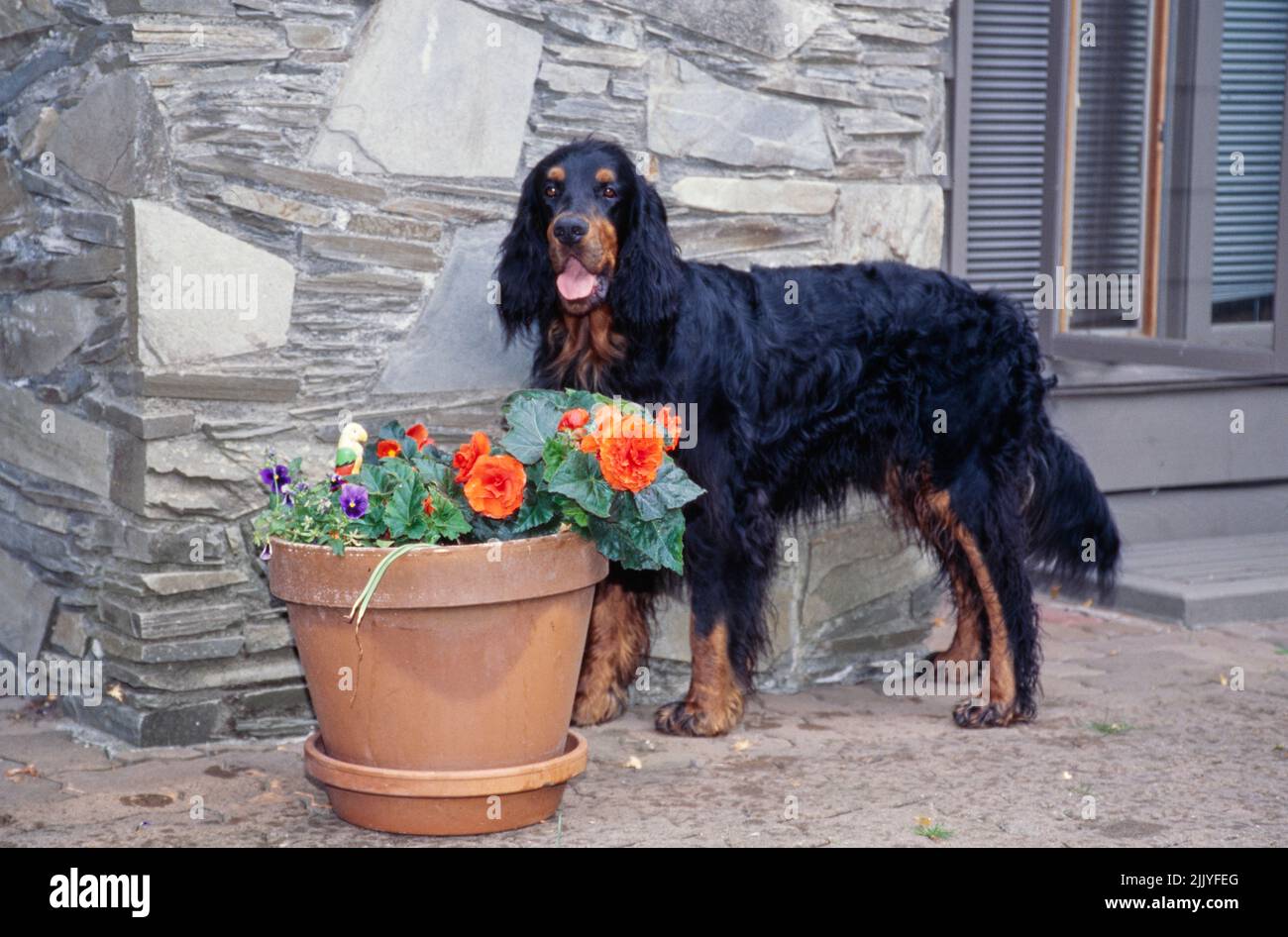 Gordon Setter standing on patio next to flower pot Stock Photo - Alamy