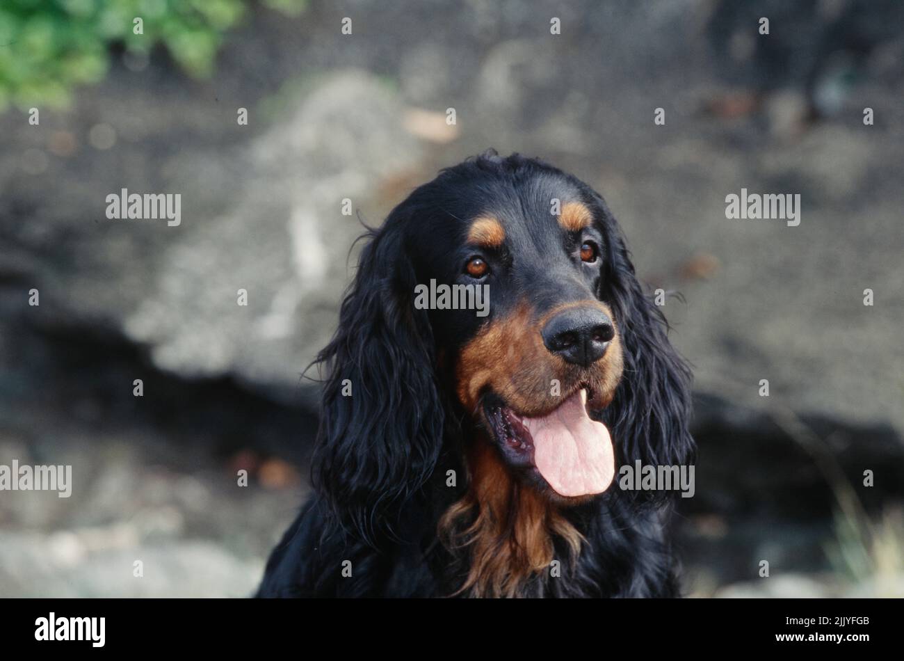 Closeup of Gordon Setter face Stock Photo - Alamy