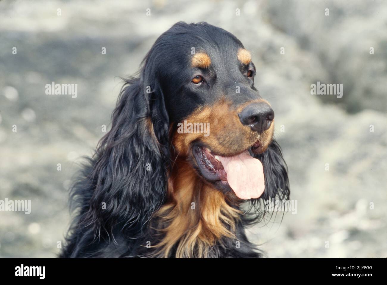 Closeup of Gordon Setter face Stock Photo - Alamy