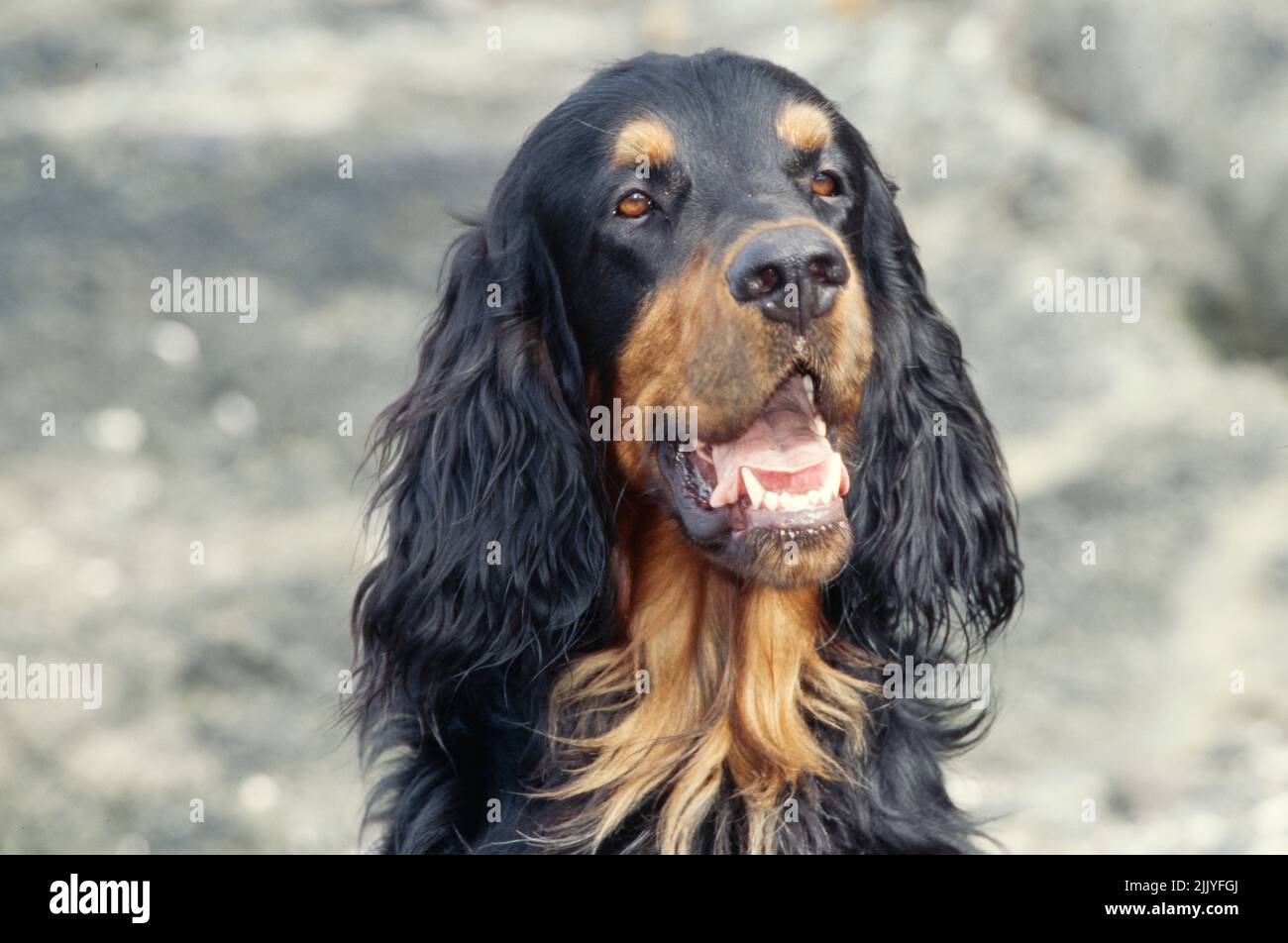 Closeup of Gordon Setter face Stock Photo - Alamy