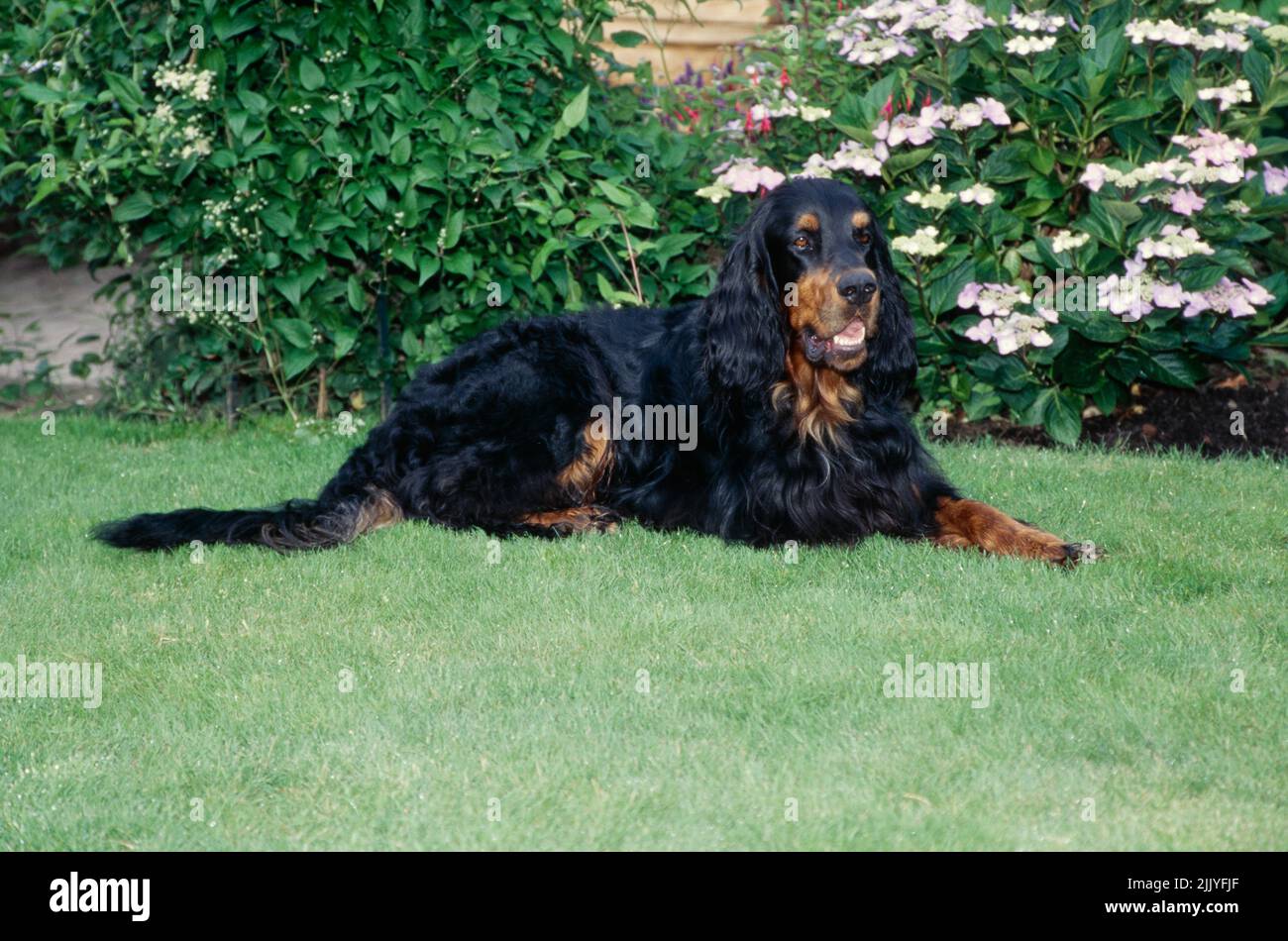 Gordon Setter laying in grass in front of plants Stock Photo - Alamy