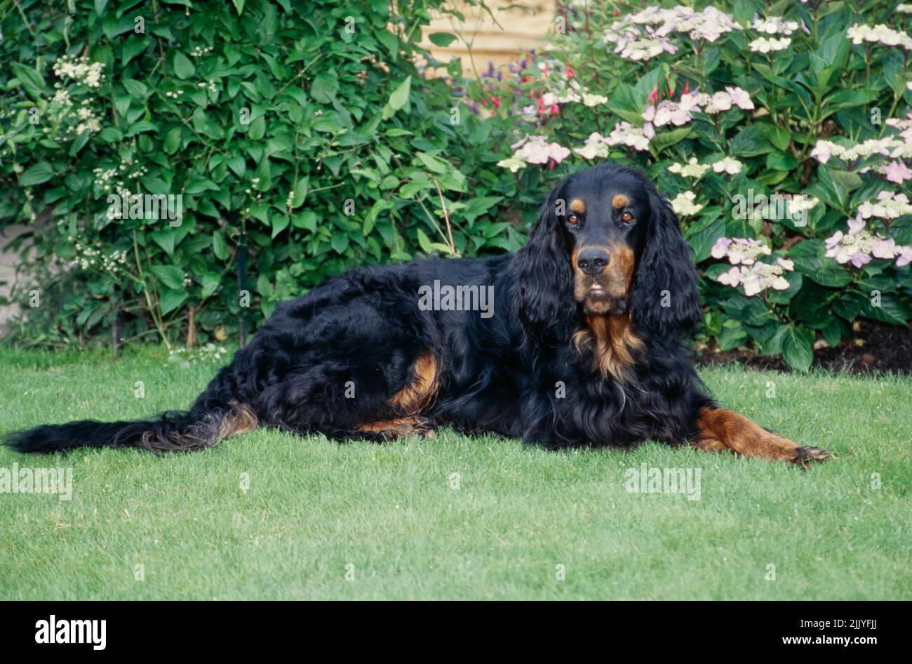 Gordon Setter laying in grass in front of plants Stock Photo - Alamy