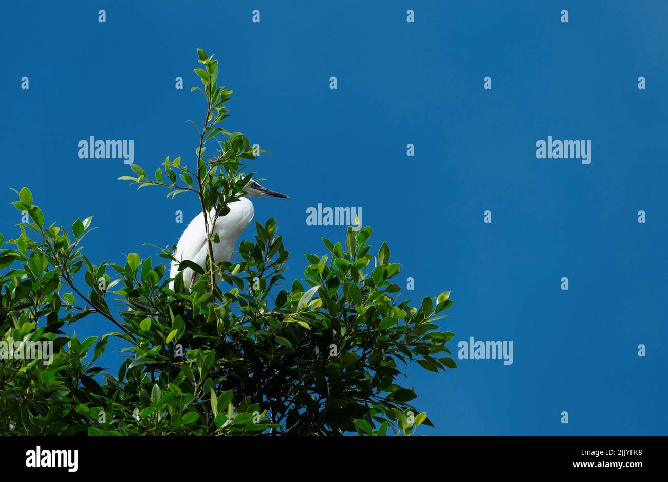 An Egret (Ardea alba) perched on a tree in Sydney, NSW, Australia ...