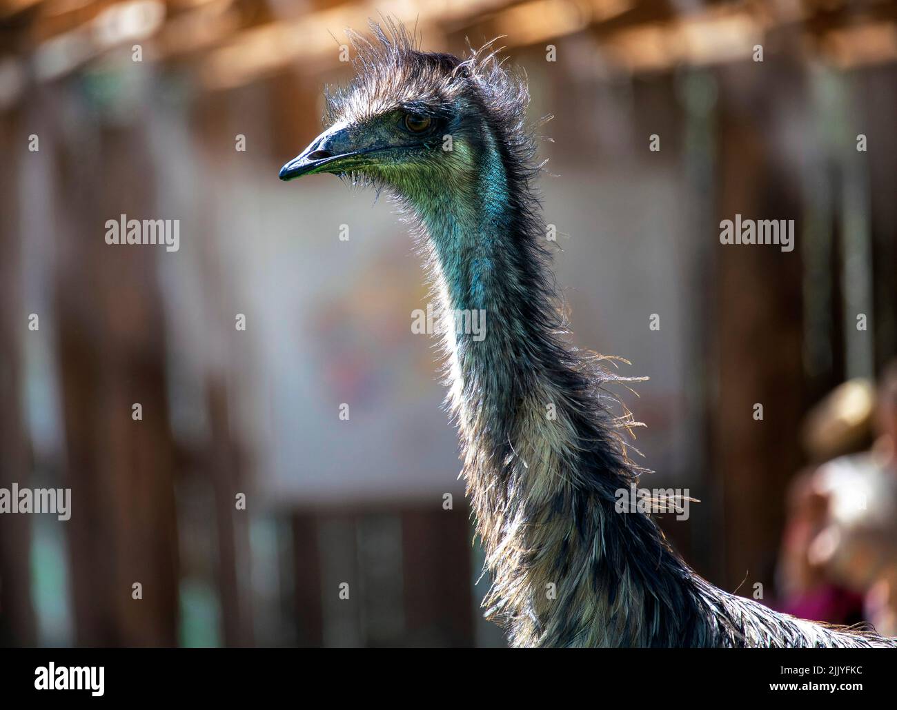 Close-up of the head of an Emu (Dromaius novaehollandia). This large ...