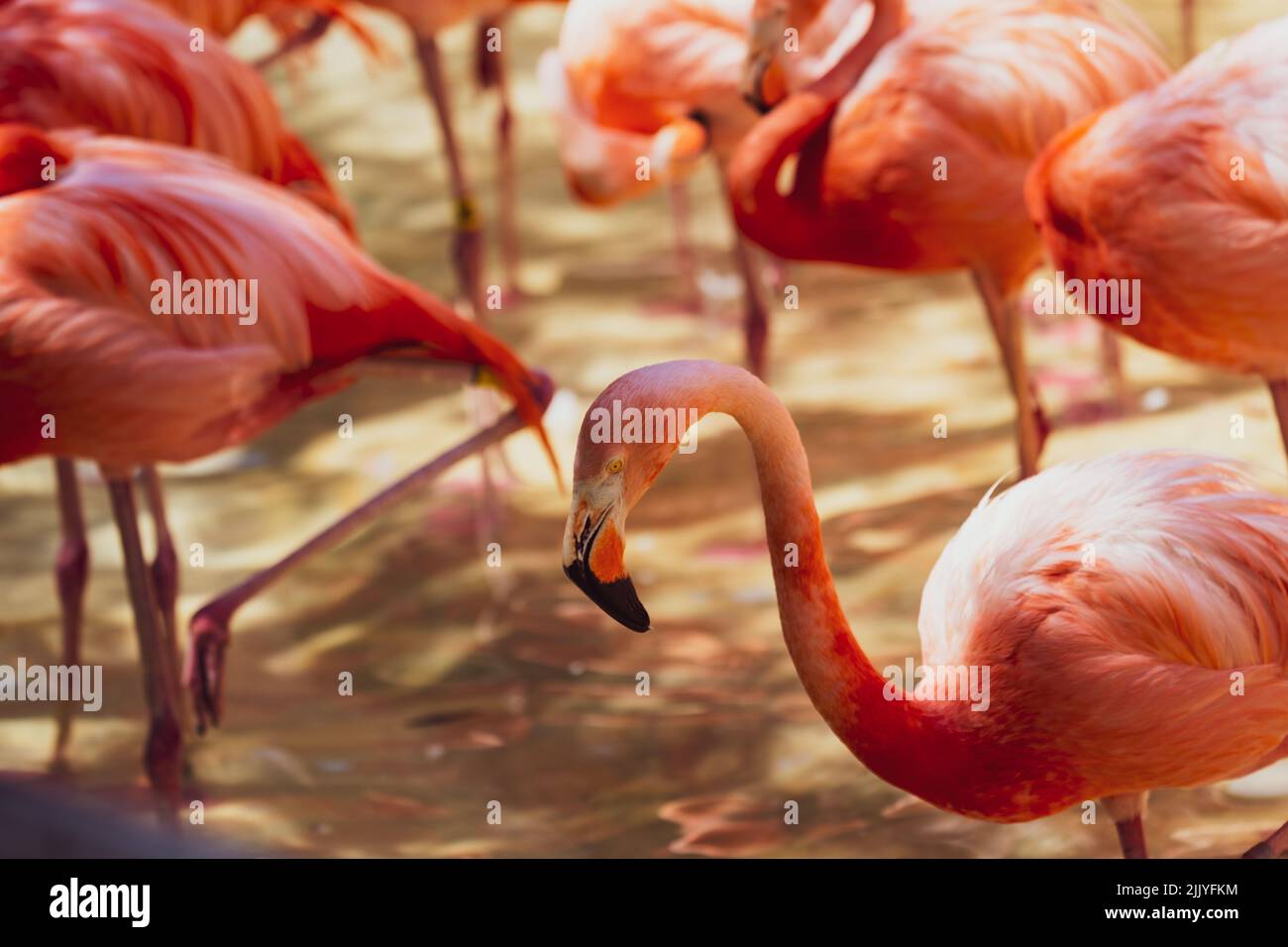 A group of flamingos under the sunlight Stock Photo - Alamy