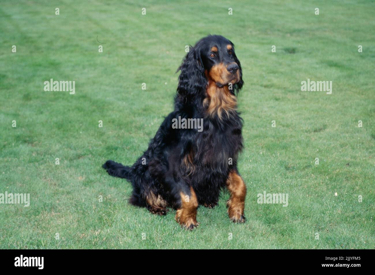 Gordon Setter sitting in grass Stock Photo - Alamy