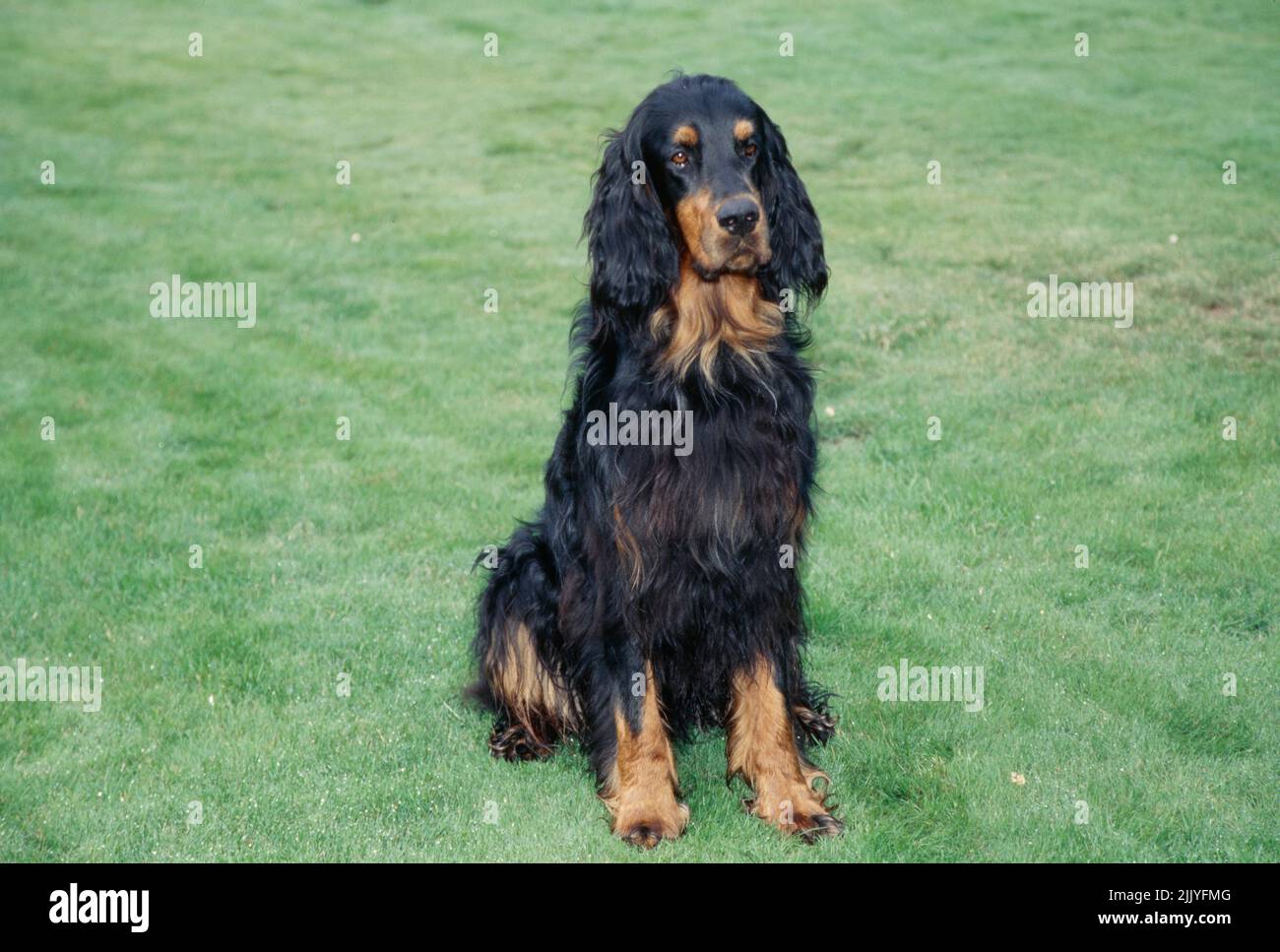 Gordon Setter sitting in grass Stock Photo - Alamy