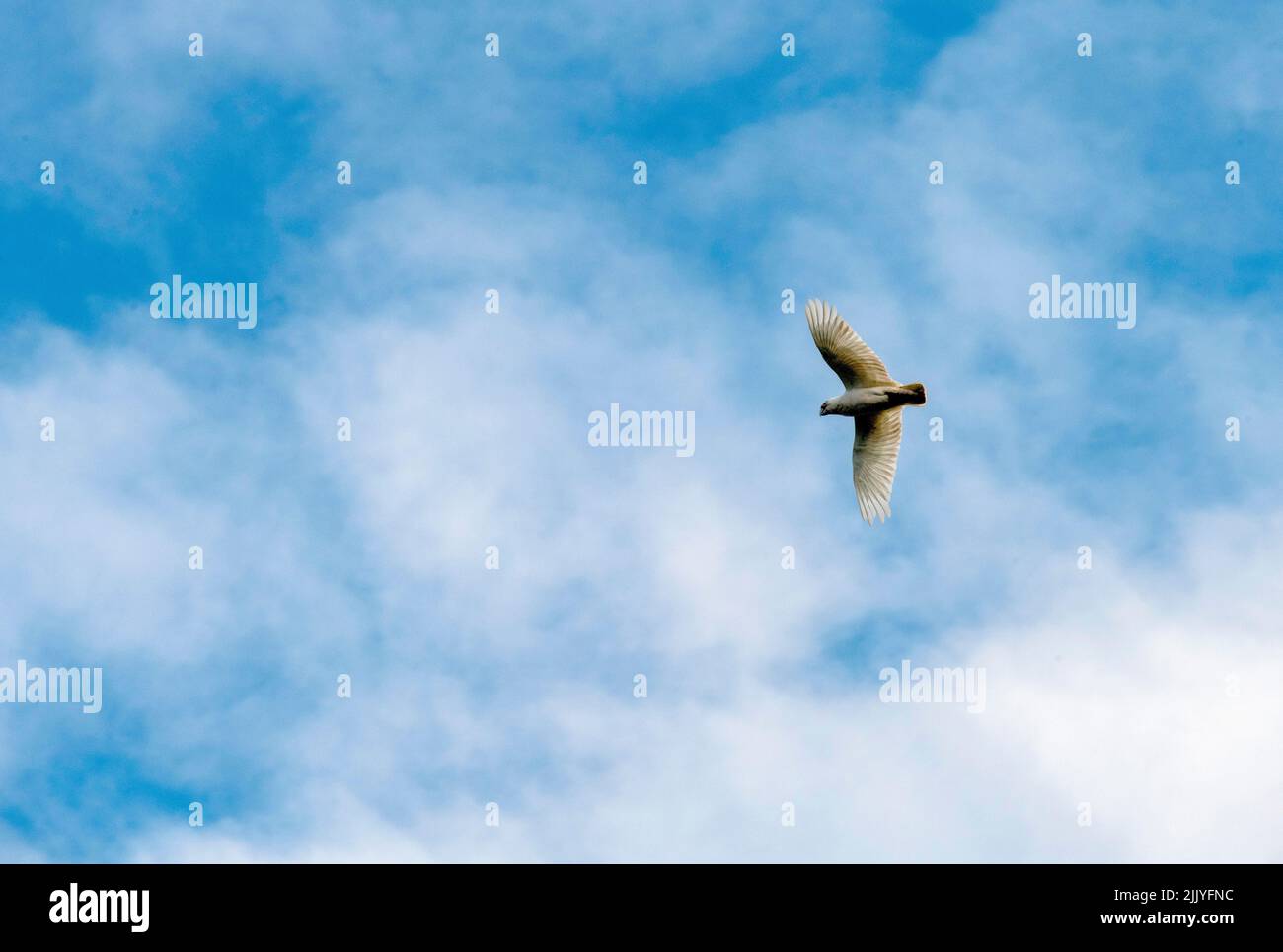 A Little Corella (Cacatua sanguinea) in flight in Sydney, NSW ...
