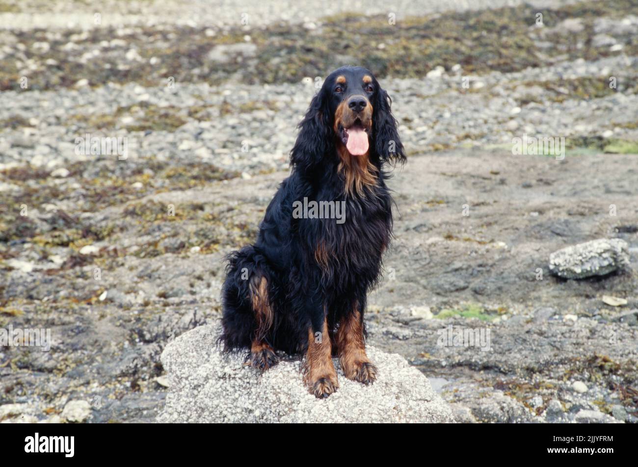 Gordon Setter sitting on rock on lake shore Stock Photo - Alamy