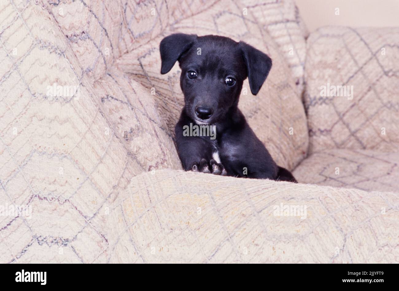 Whippet puppy laying on beige armchair Stock Photo - Alamy