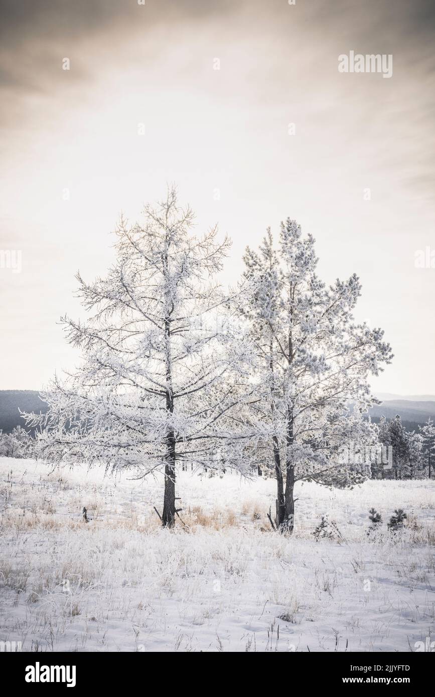 two frozen trees in baikal lake Stock Photo - Alamy
