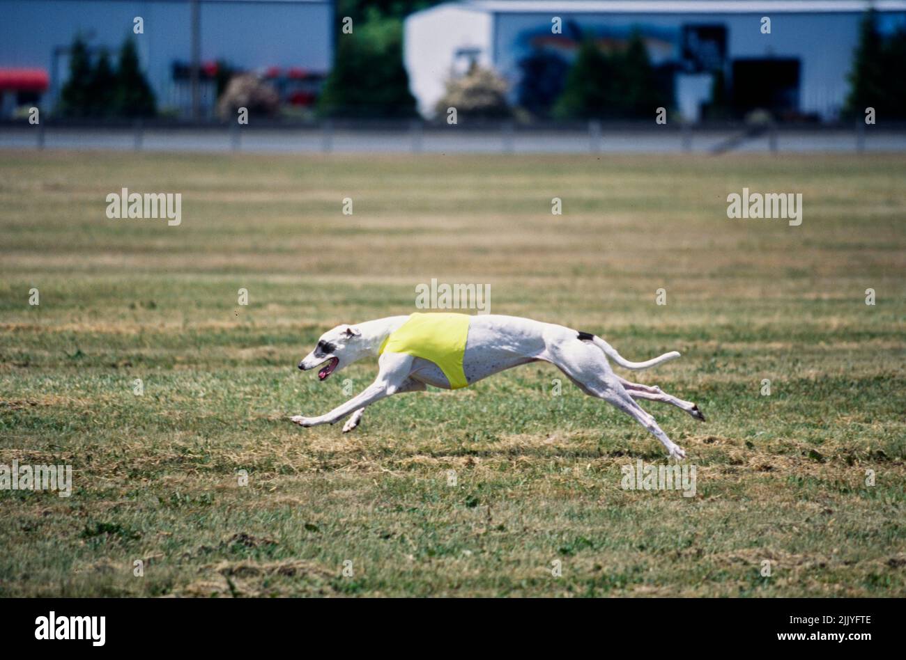 Whippet running in grass outside wearing racing jersey Stock Photo - Alamy