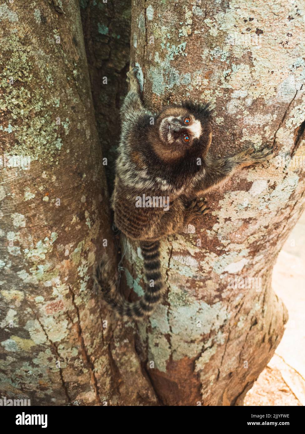 A Dwarf marmosets climbing a tree Stock Photo - Alamy