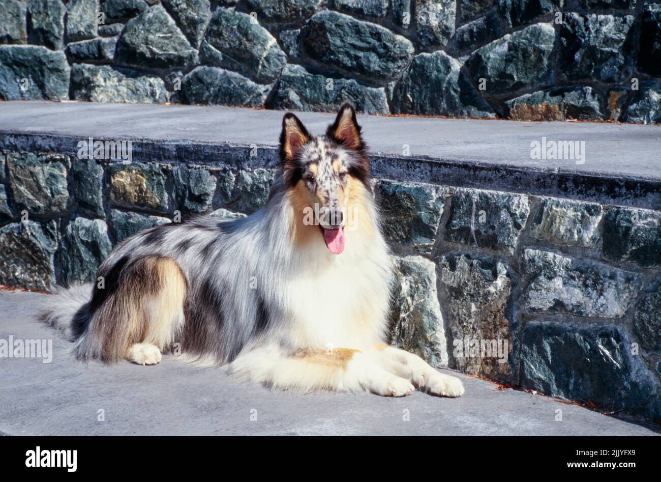 Collie dog laying down on concrete in front of stone wall Stock Photo ...