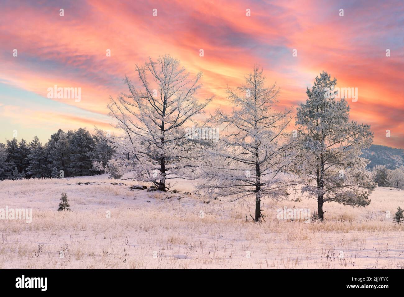 three frozen trees at first lights Stock Photo - Alamy