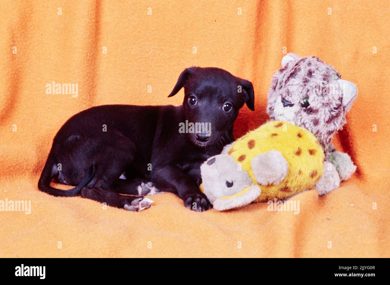 Whippet puppy laying with stuffed animal toy on orange blanket Stock ...