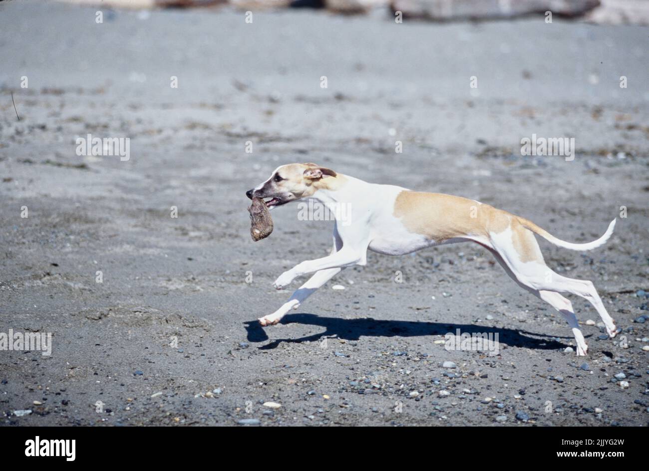Whippet running outside on beach shore line carrying piece of wood in ...