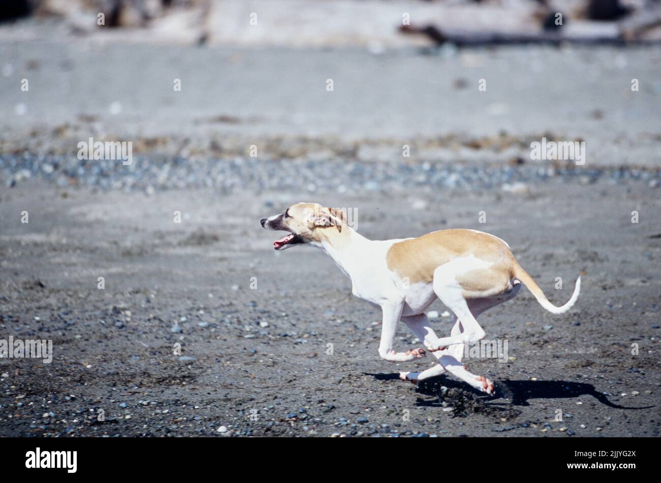 Whippet running outside on beach shore line Stock Photo - Alamy