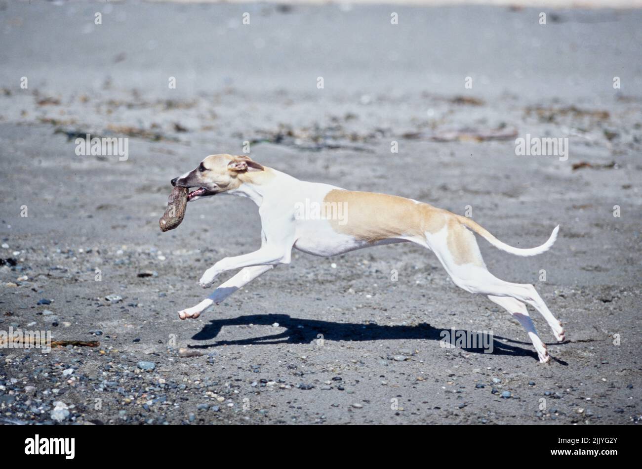 Whippet running outside on beach shore line carrying piece of wood in ...