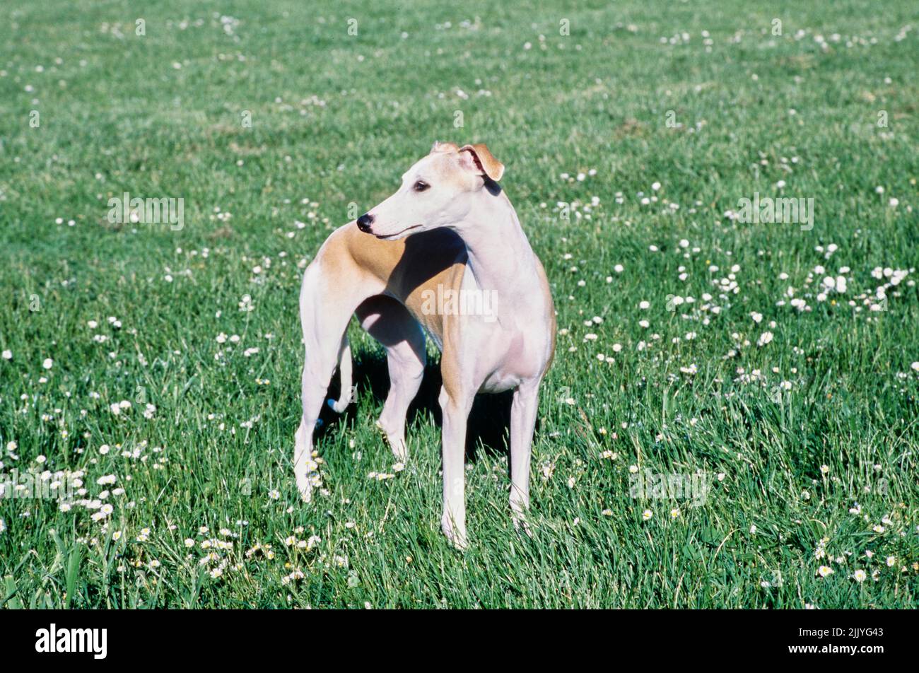 Whippet standing hi-res stock photography and images - Alamy