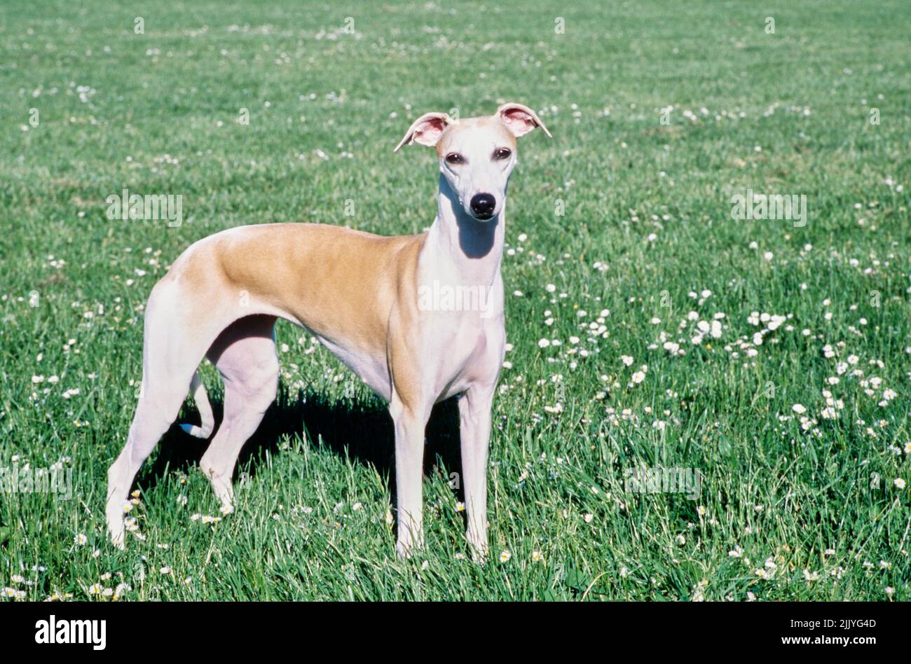 Whippet standing in grass outside Stock Photo - Alamy