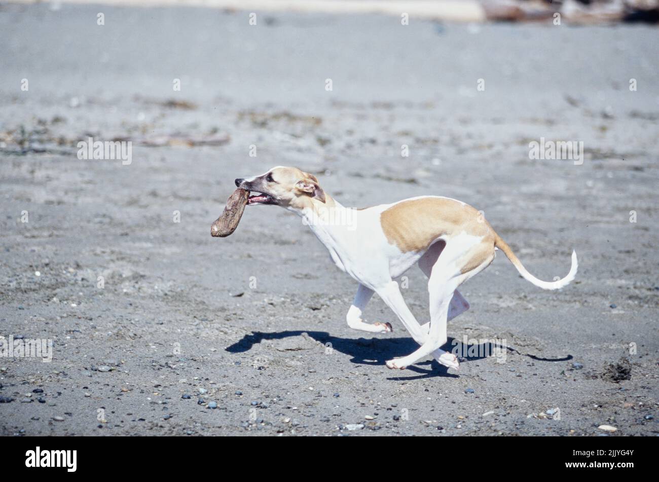 Whippet running outside on beach shore line carrying piece of wood in ...