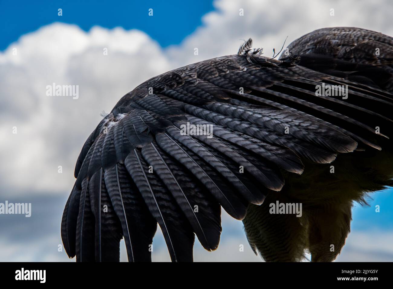 A closeup shot of a black bird wing in motion Stock Photo - Alamy