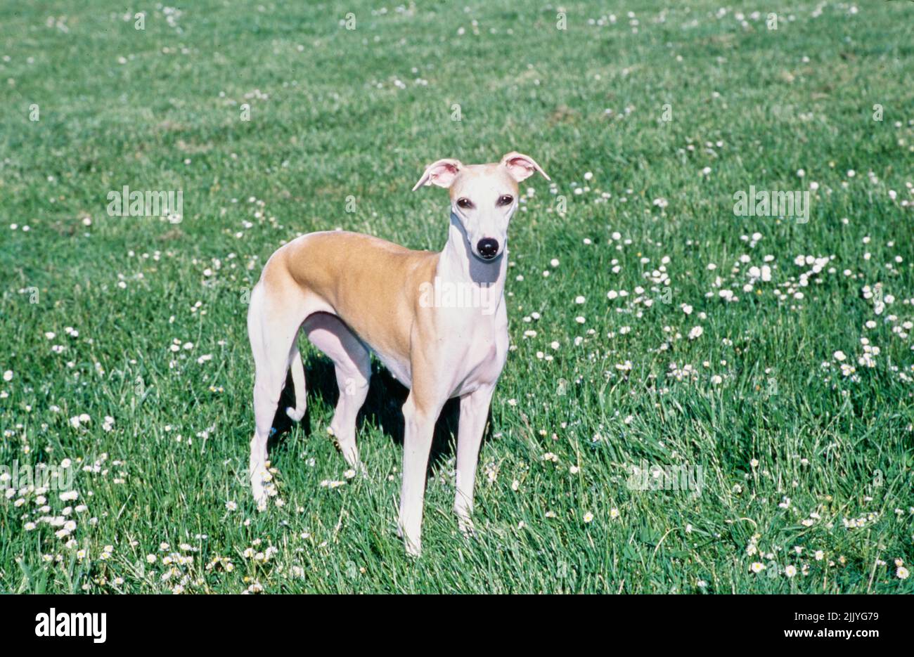 Whippet standing in grass outside Stock Photo - Alamy