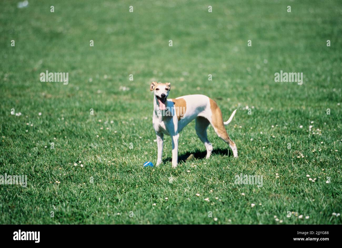 Whippet standing in grass outside with blue ball Stock Photo - Alamy